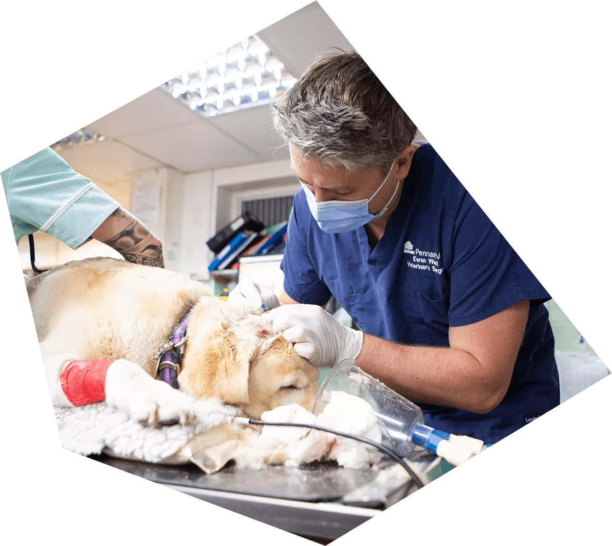 What we’re looking for – Pennard Vets